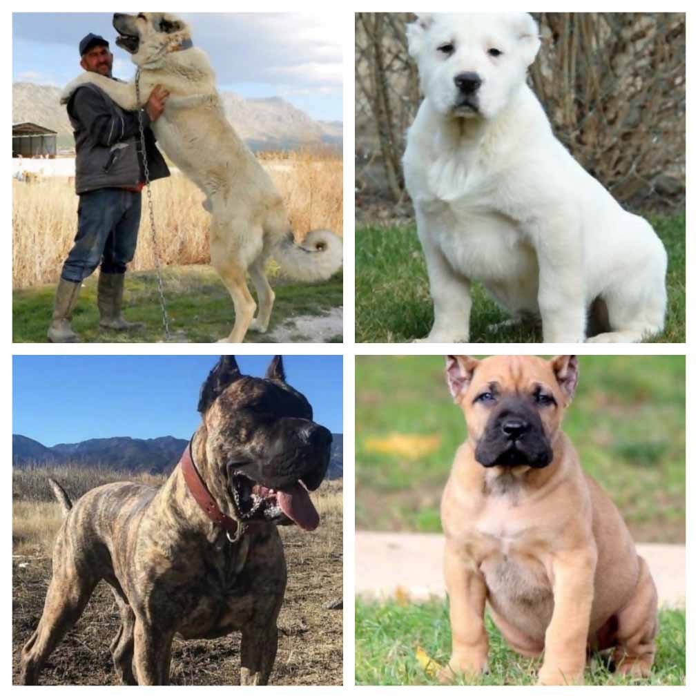 Bear Hunting Dogs: Stay Safe in the Outdoors - Best Hunting Dog Reviews