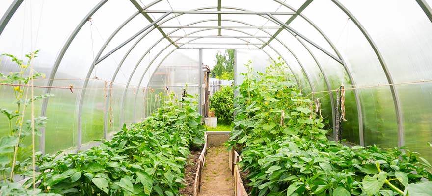 Find Polygal with the right thickness that allows efficient photosynthesis