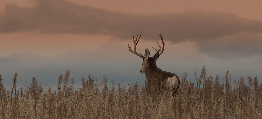 Top 5 Deer Hunting Tips For Beginners and Seasoned Hunters
